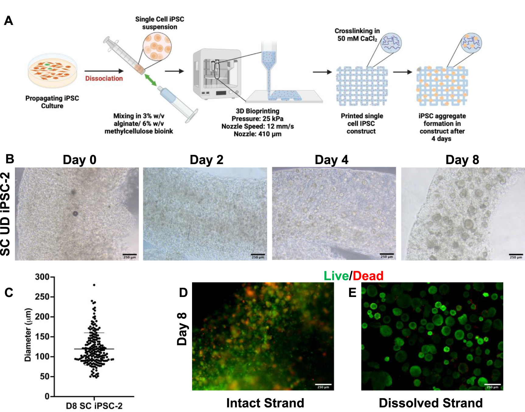 Bioprinting of human primary and iPSC-derived islets with retained and ...