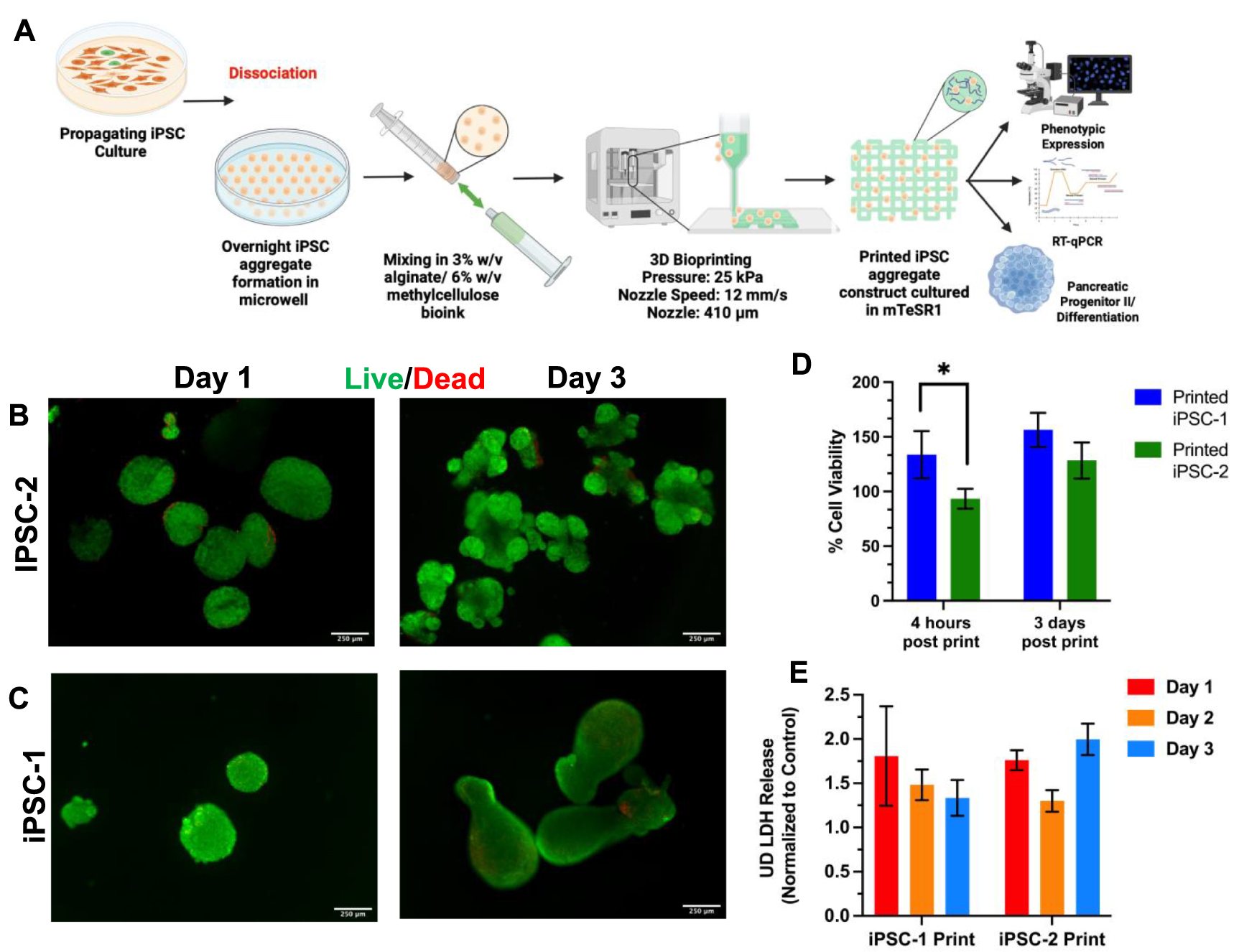 Bioprinting of human primary and iPSC-derived islets with retained and ...