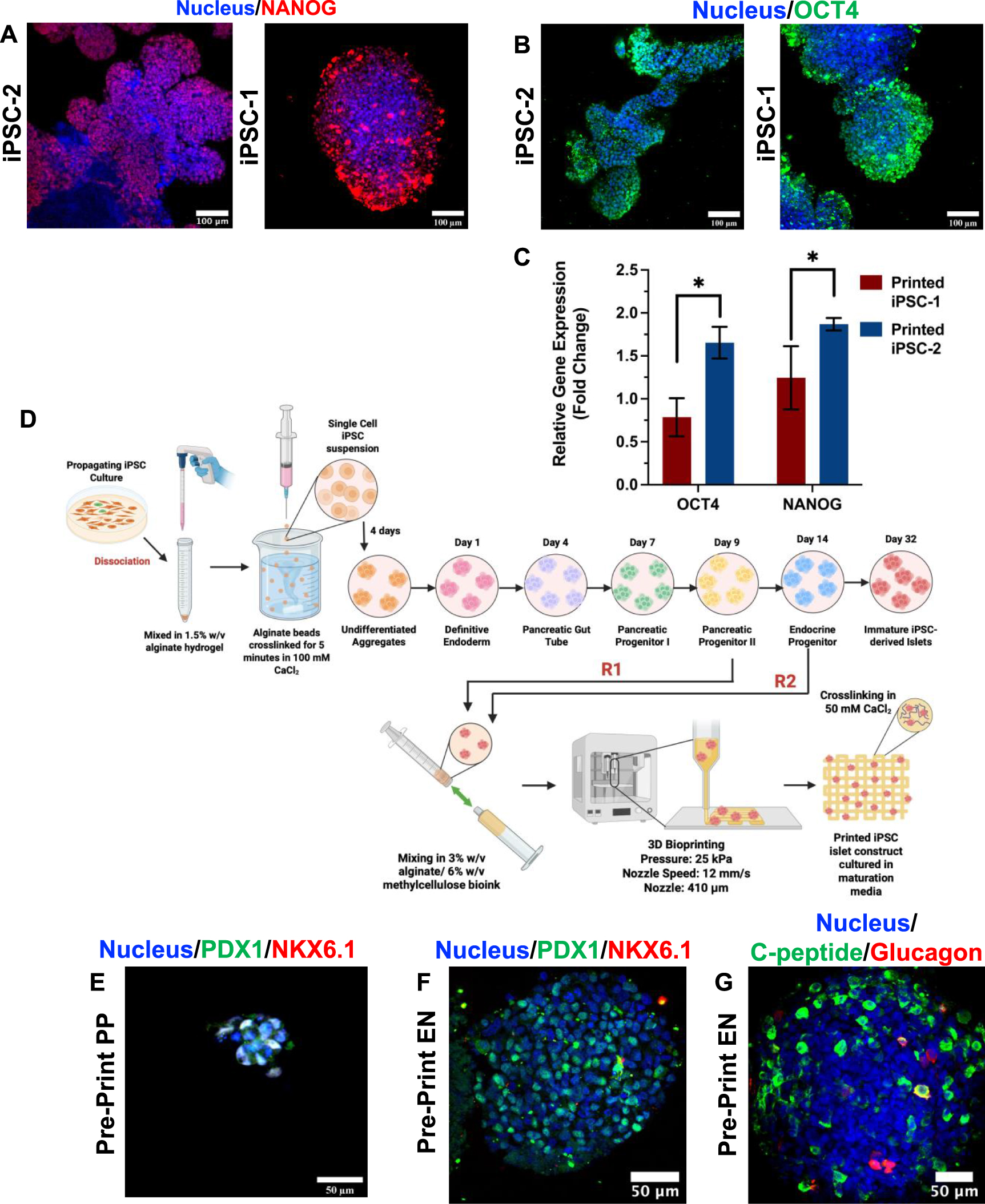 Bioprinting of human primary and iPSC-derived islets with retained and ...