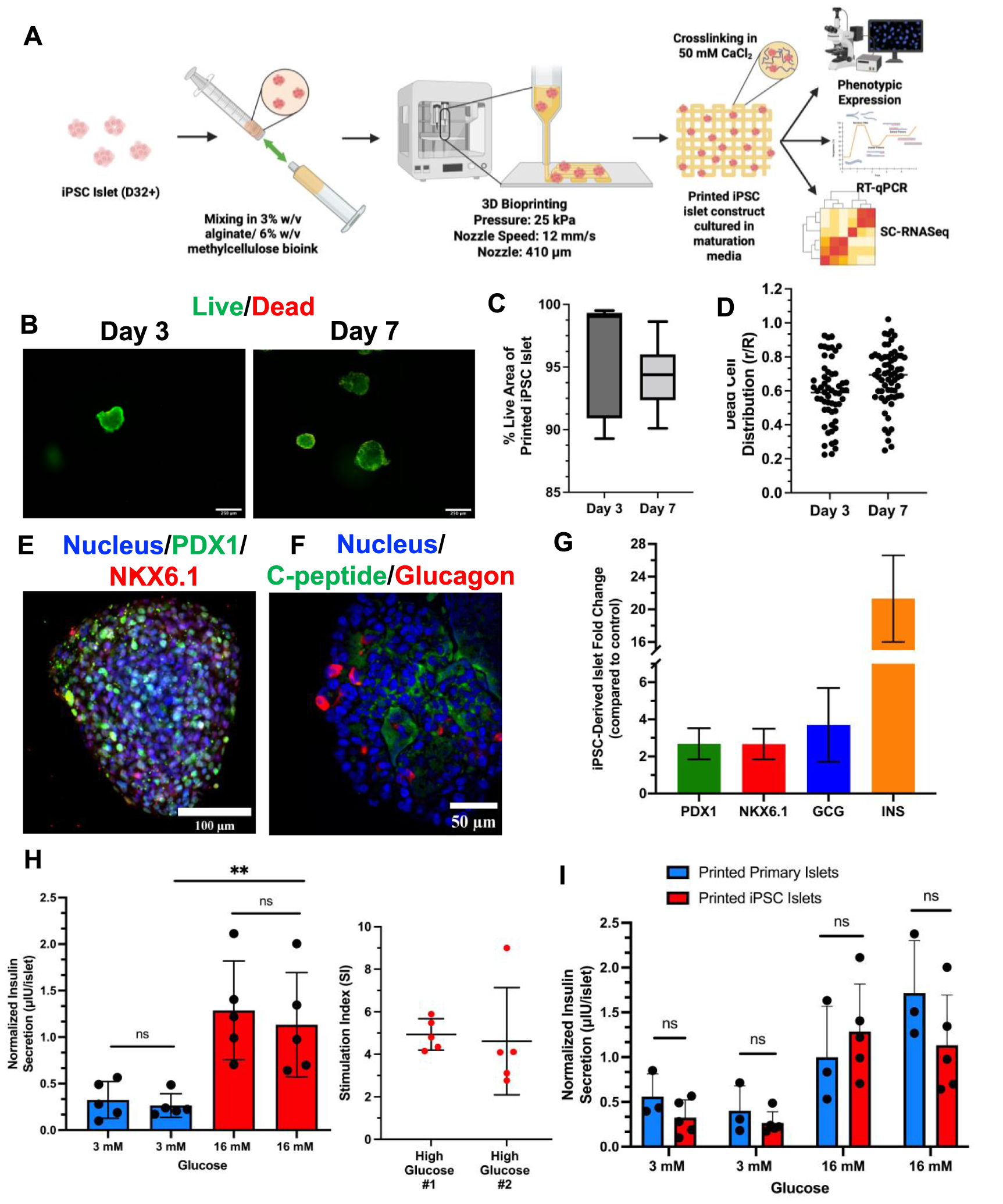 Bioprinting of human primary and iPSC-derived islets with retained and ...