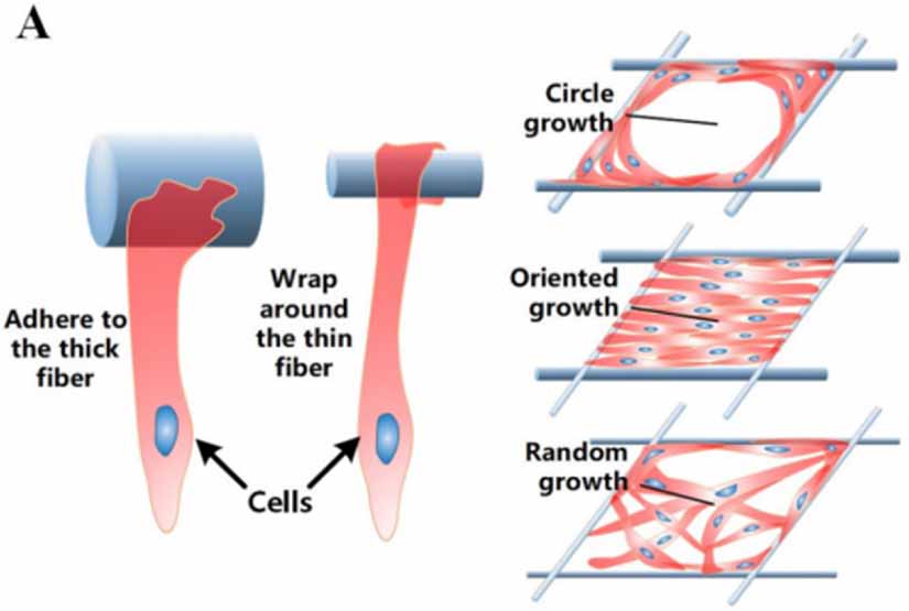 A detailed guide to melt electro-writing for tissue engineering ...