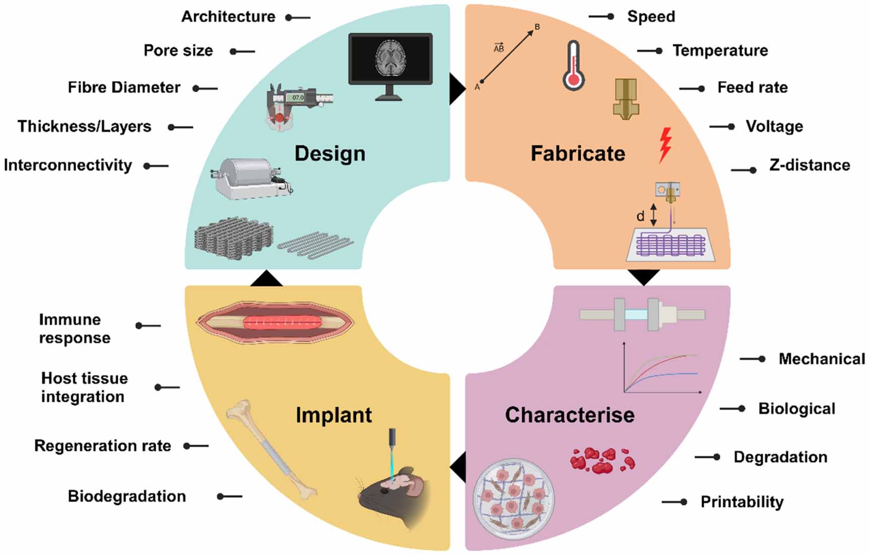A detailed guide to melt electro-writing for tissue engineering ...
