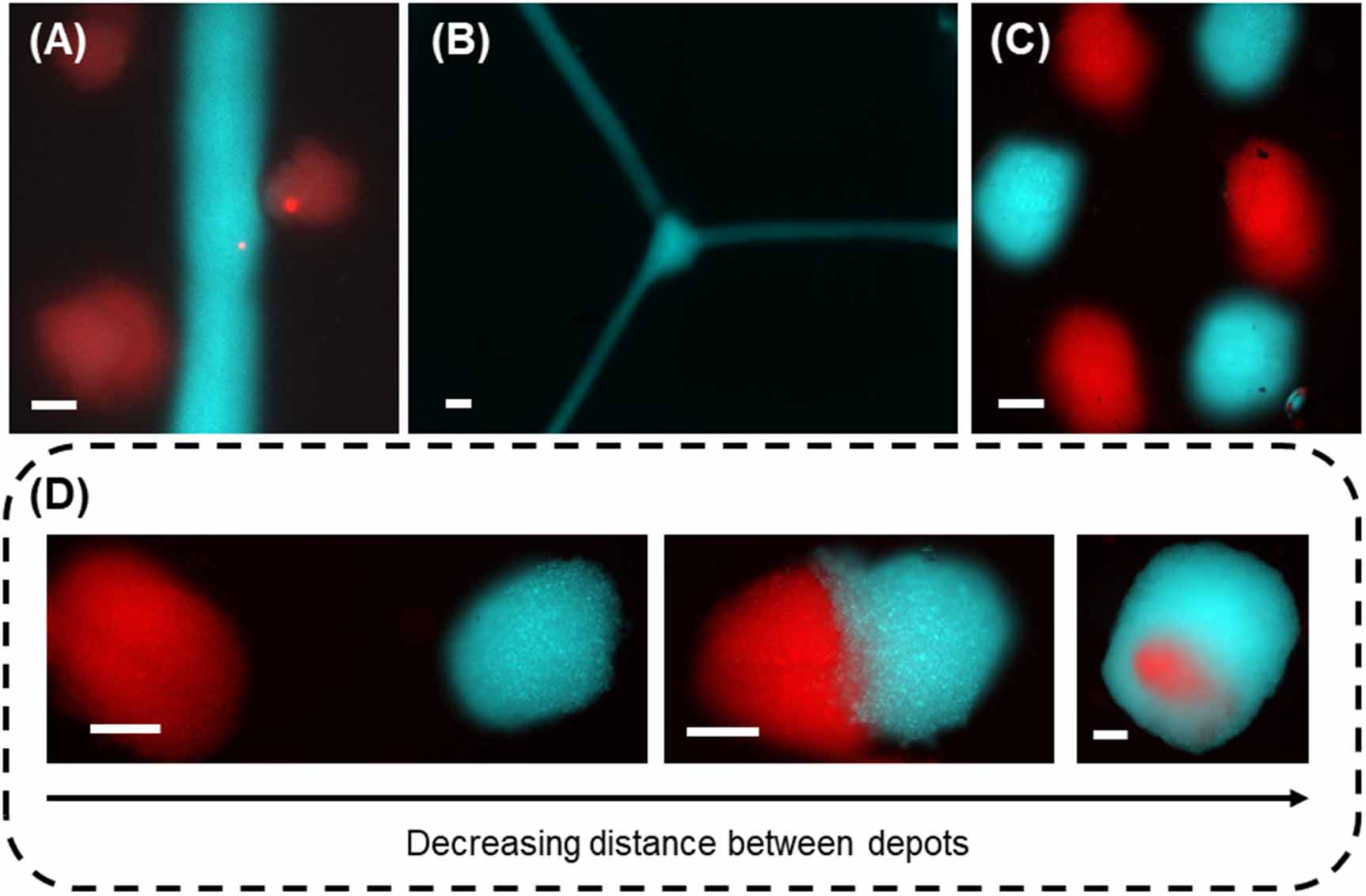 Particle-based hydrogel inks and support matrices for biofabricating ...