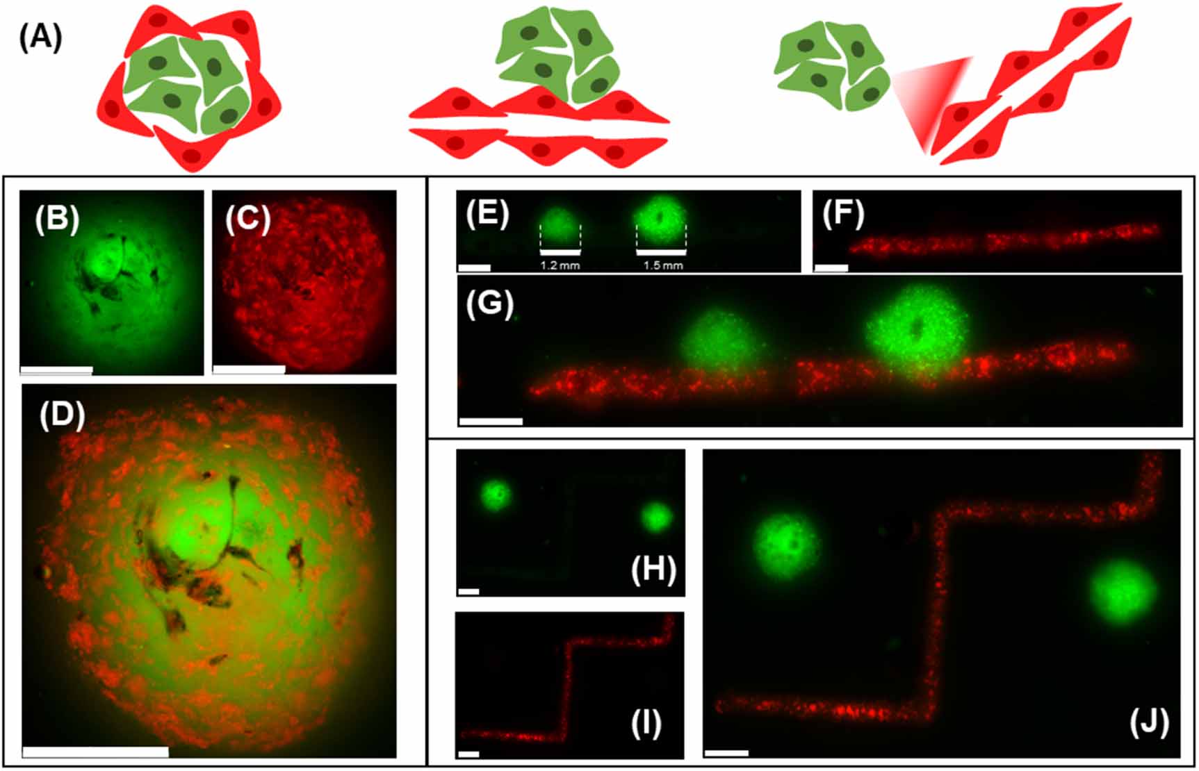 Particle-based hydrogel inks and support matrices for biofabricating ...
