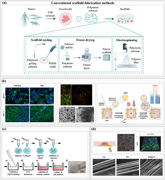 Modelling the human brain in vitro: biofabrication approaches for ...