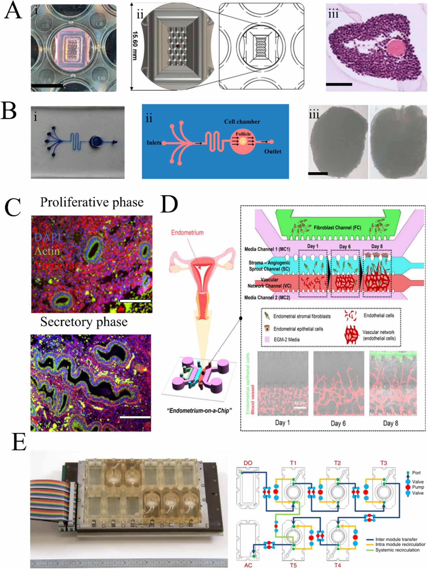 Advanced strategies in organoid/organ-on-a-chip for female reproductive ...