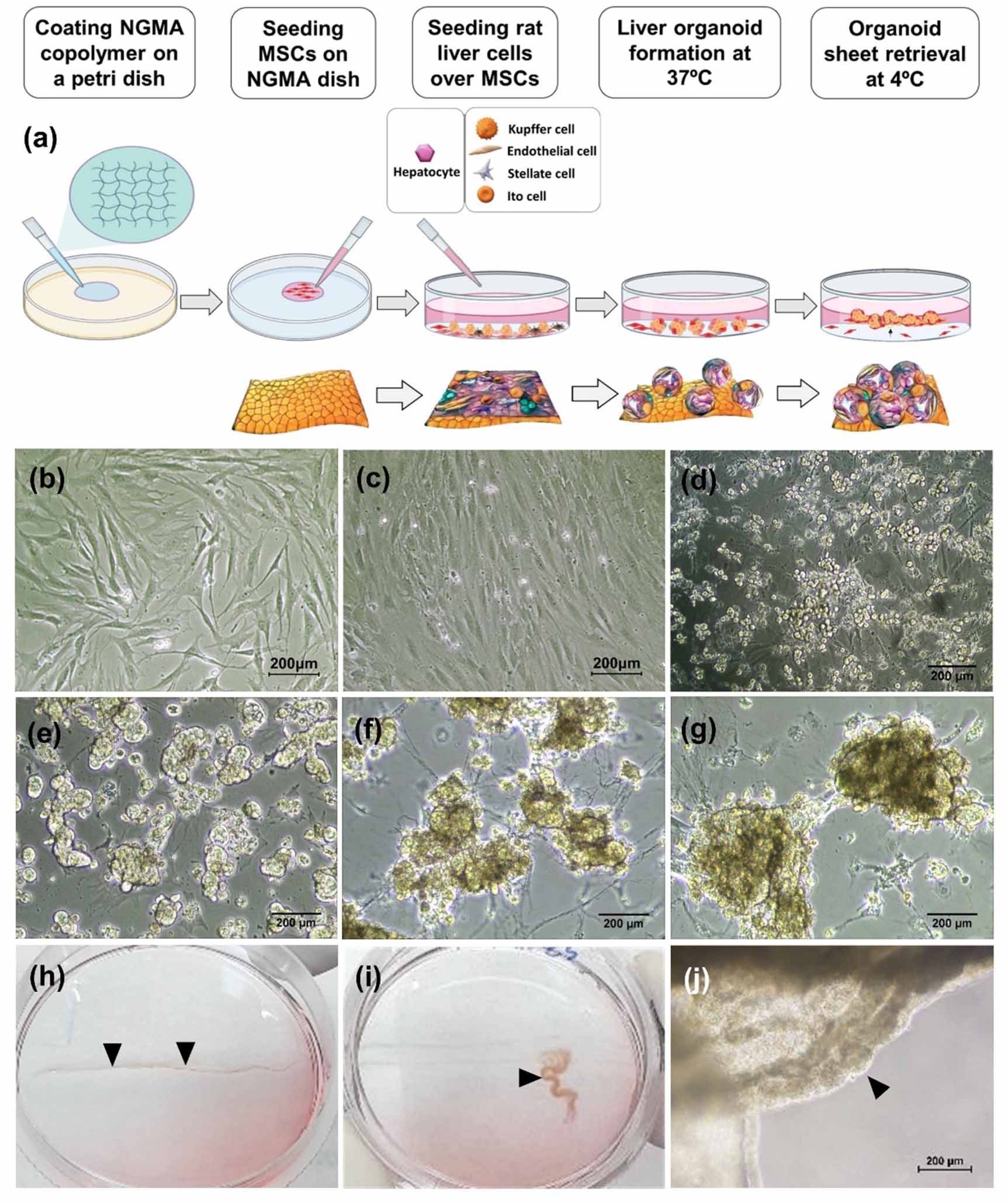 Three-dimensional bioprinting of ‘histomimetic’ liver construct using ...
