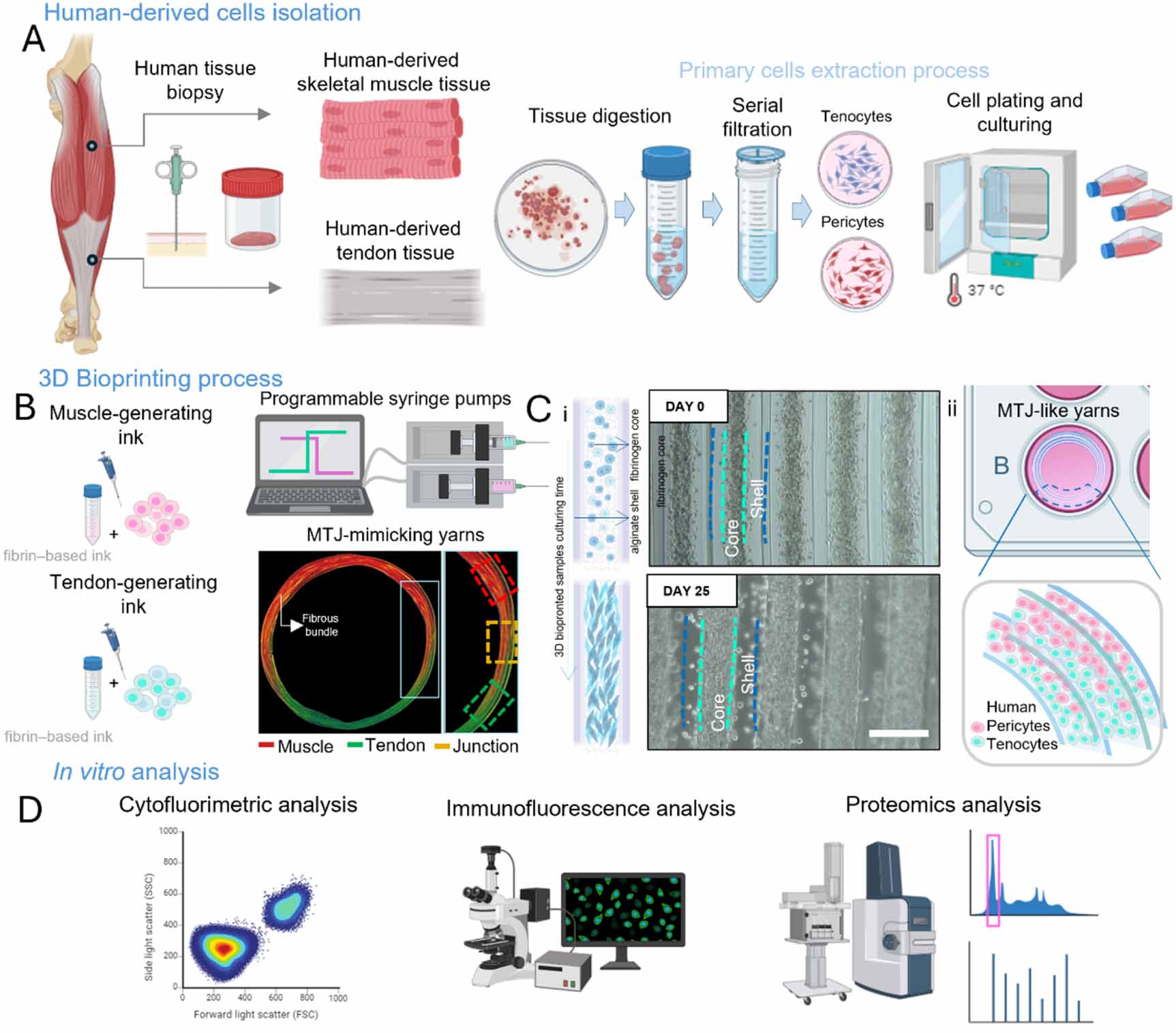 Recapitulating the human myotendinous junction in vitro using a 3D ...