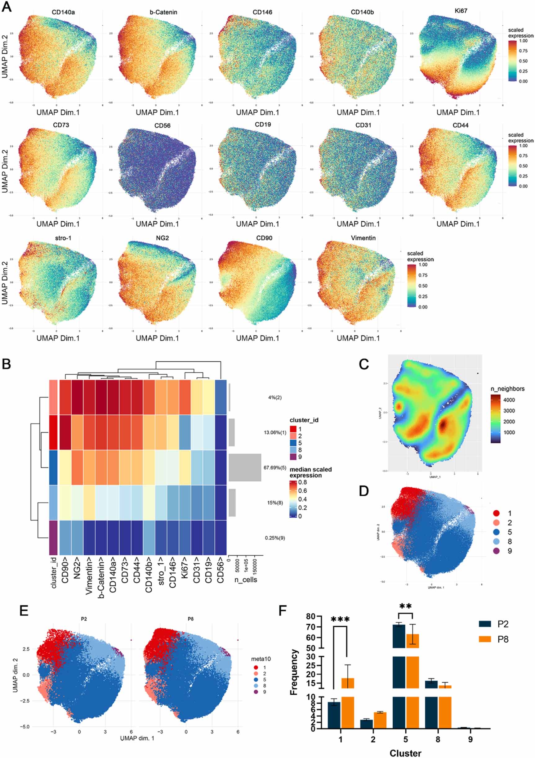 Recapitulating the human myotendinous junction in vitro using a 3D ...