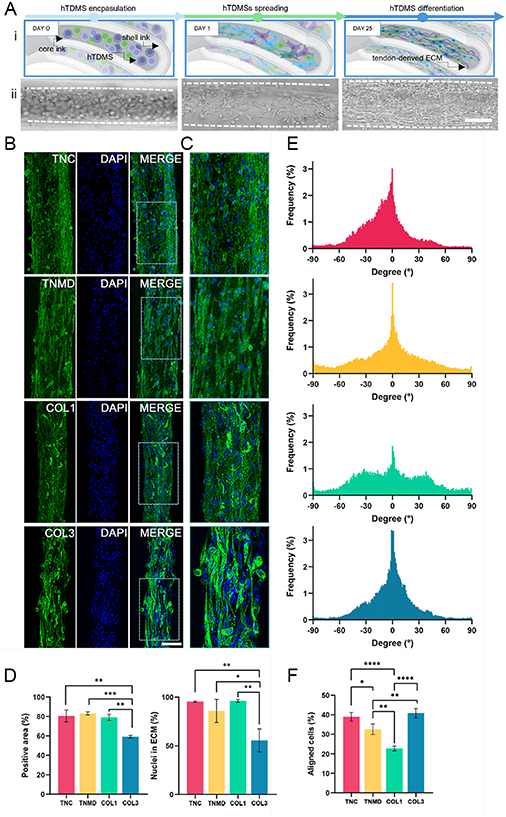 Recapitulating the human myotendinous junction in vitro using a 3D ...