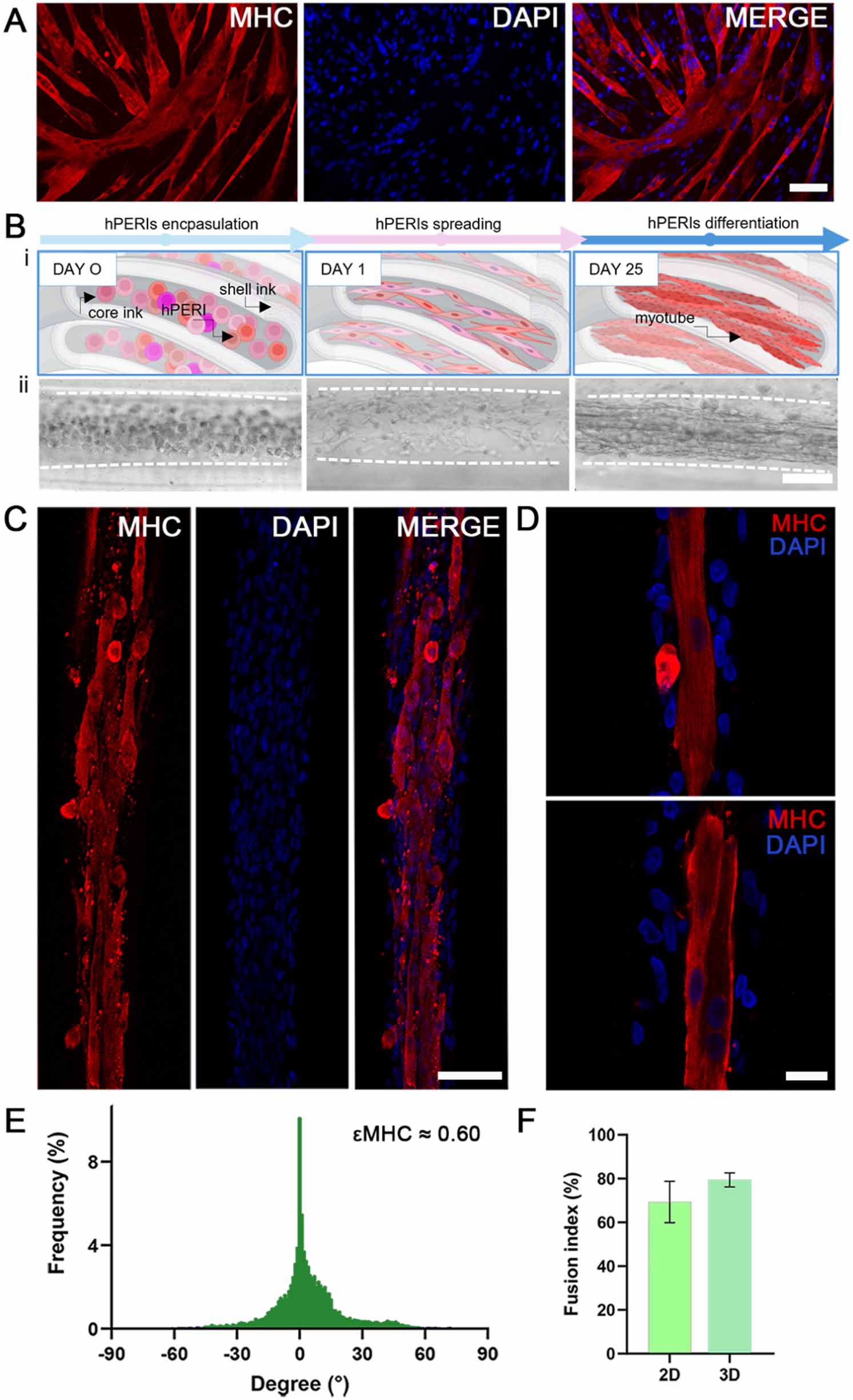 Recapitulating the human myotendinous junction in vitro using a 3D ...