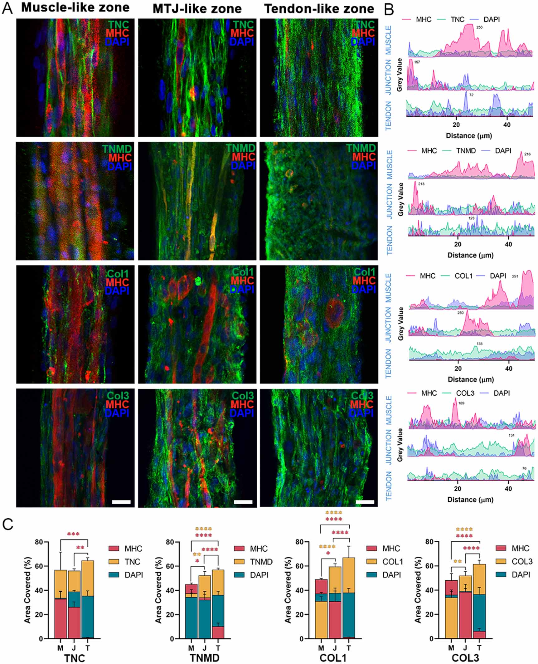 Recapitulating the human myotendinous junction in vitro using a 3D ...