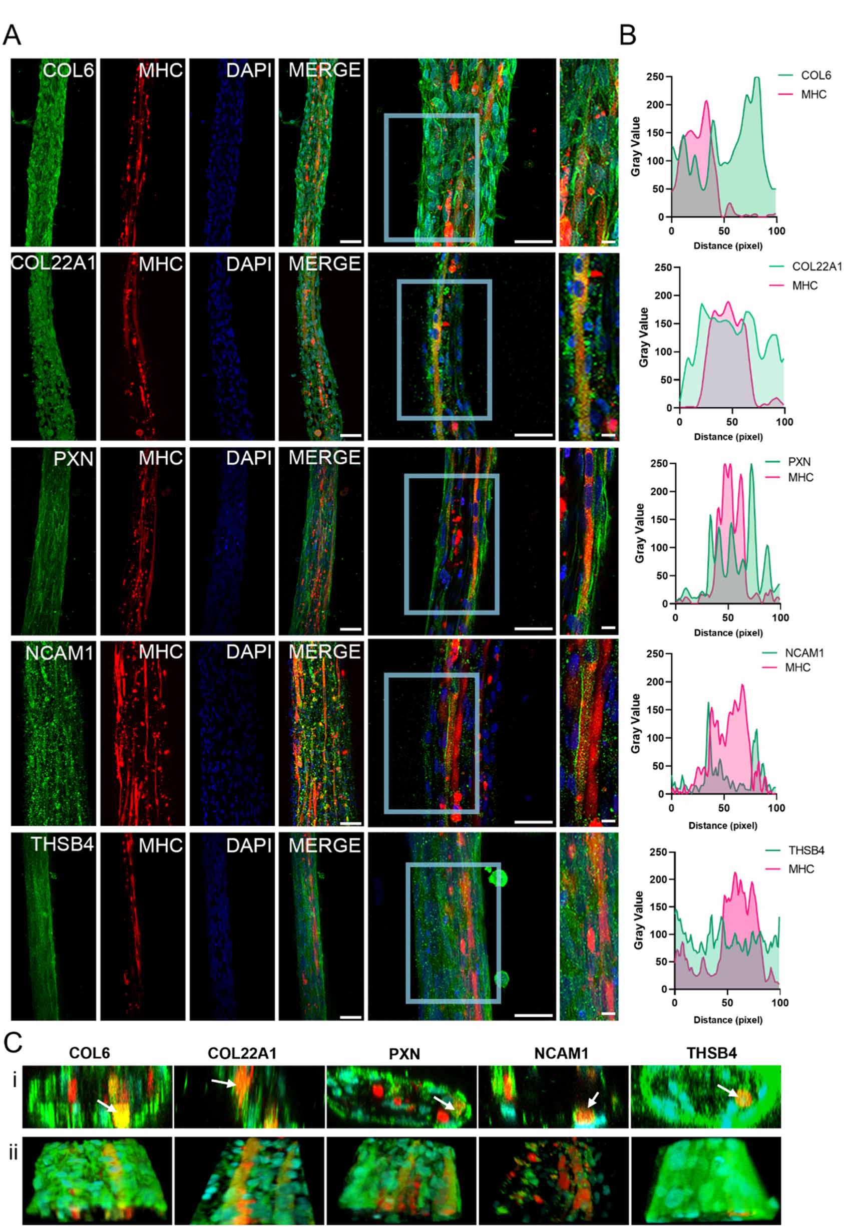 Recapitulating the human myotendinous junction in vitro using a 3D ...