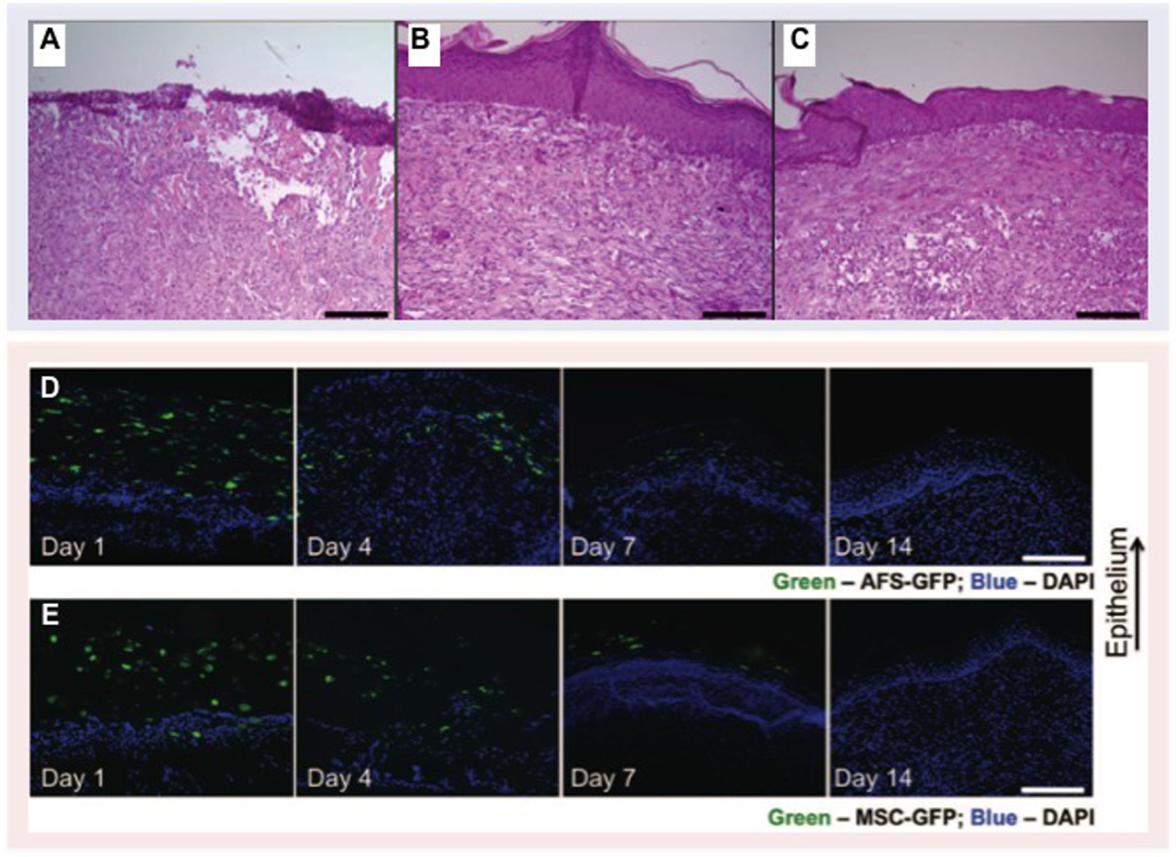 Towards artificial tissue models: past, present, and future of 3D ...