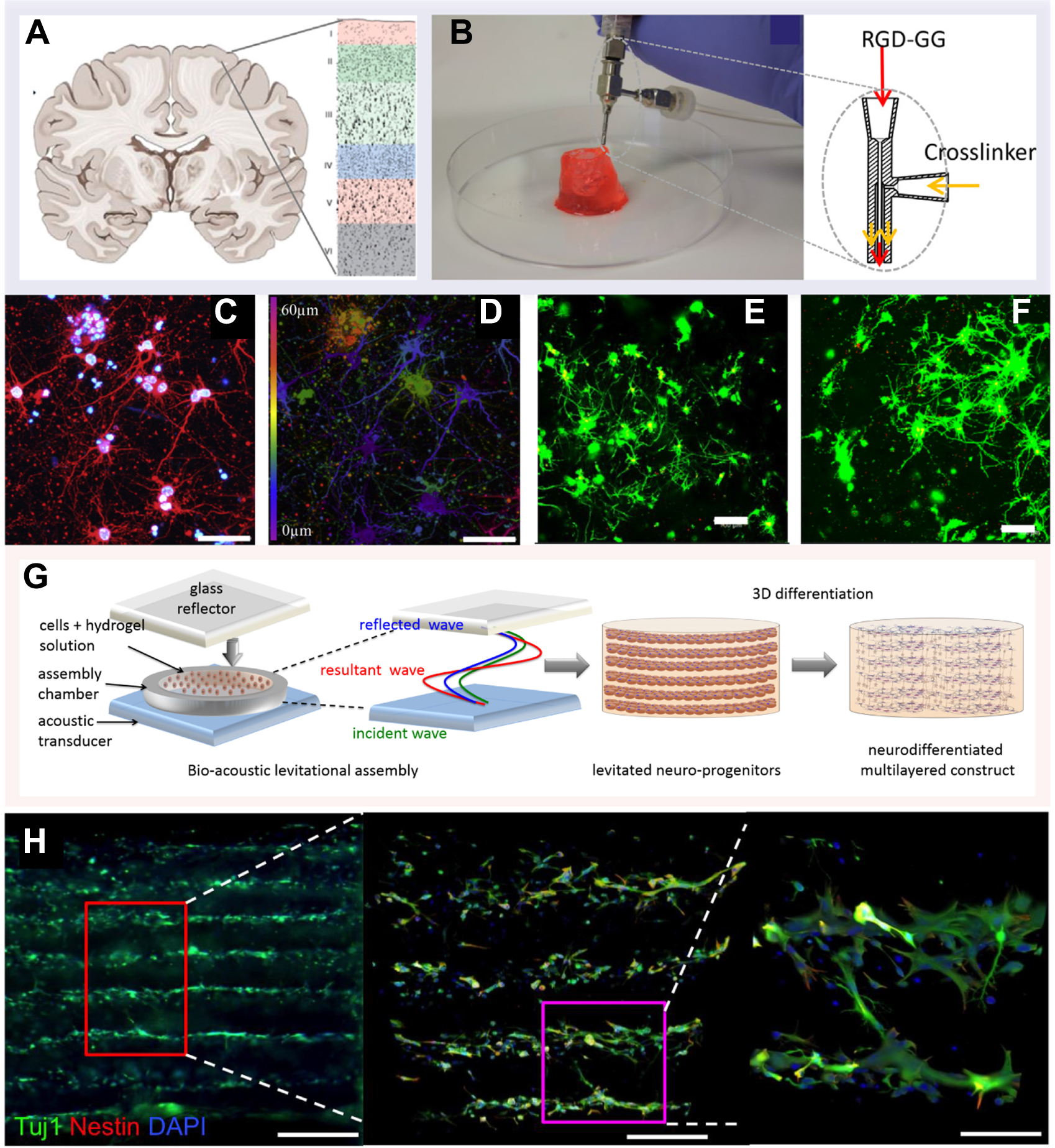 Towards artificial tissue models: past, present, and future of 3D ...
