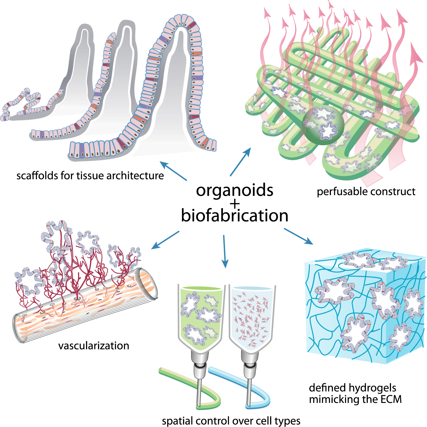 Converging biofabrication and organoid technologies: the next frontier ...
