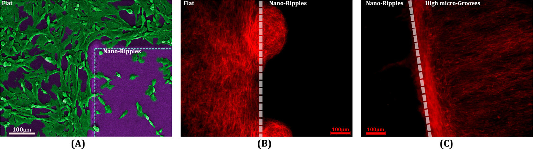 Cell patterning via laser micro/nano structured silicon surfaces ...