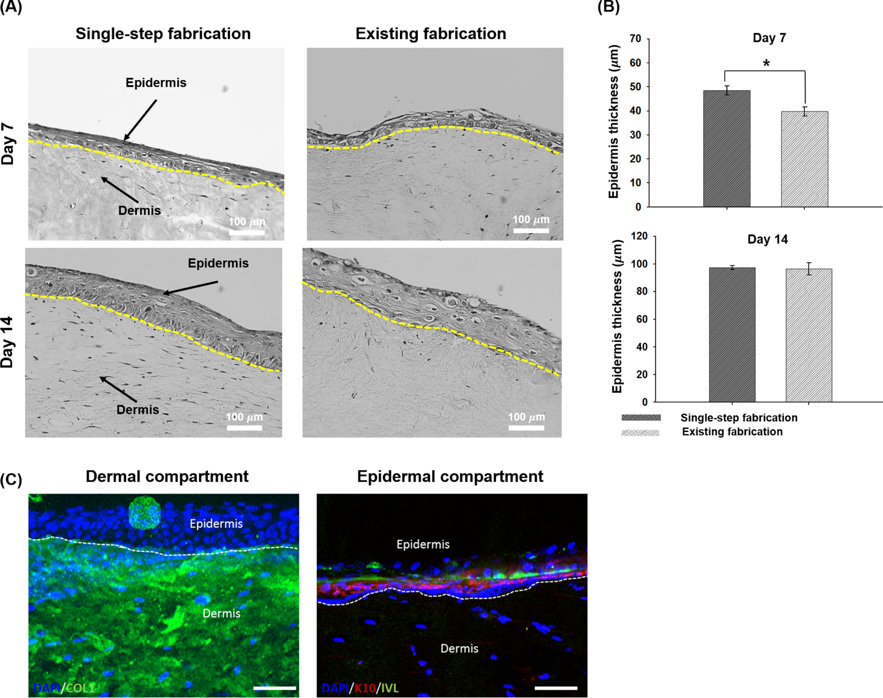 Direct 3D cell-printing of human skin with functional transwell system ...
