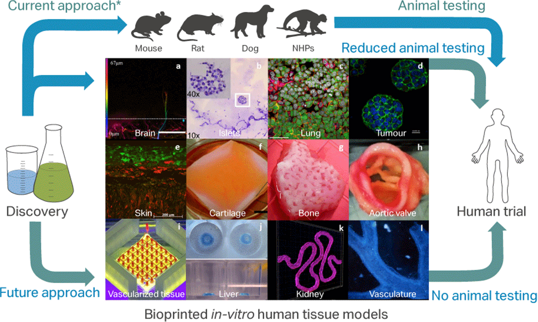 Rising to the challenge: applying biofabrication approaches for better ...