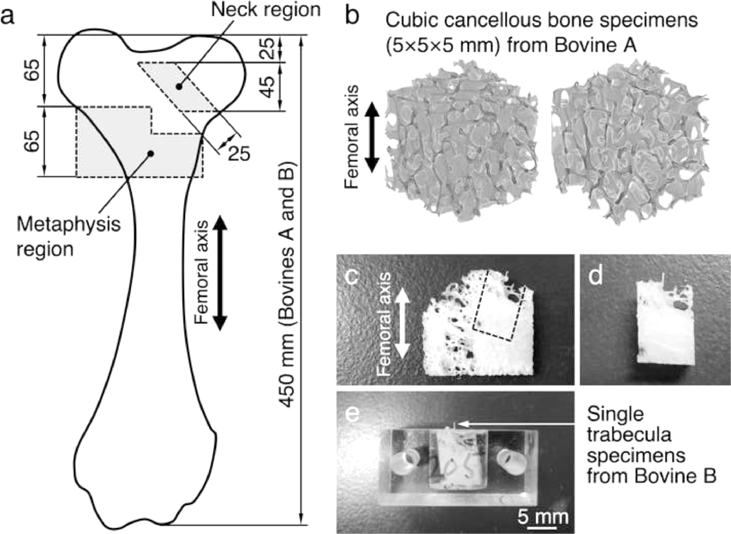 The role of geometrical features of the microarchitecture in the ...