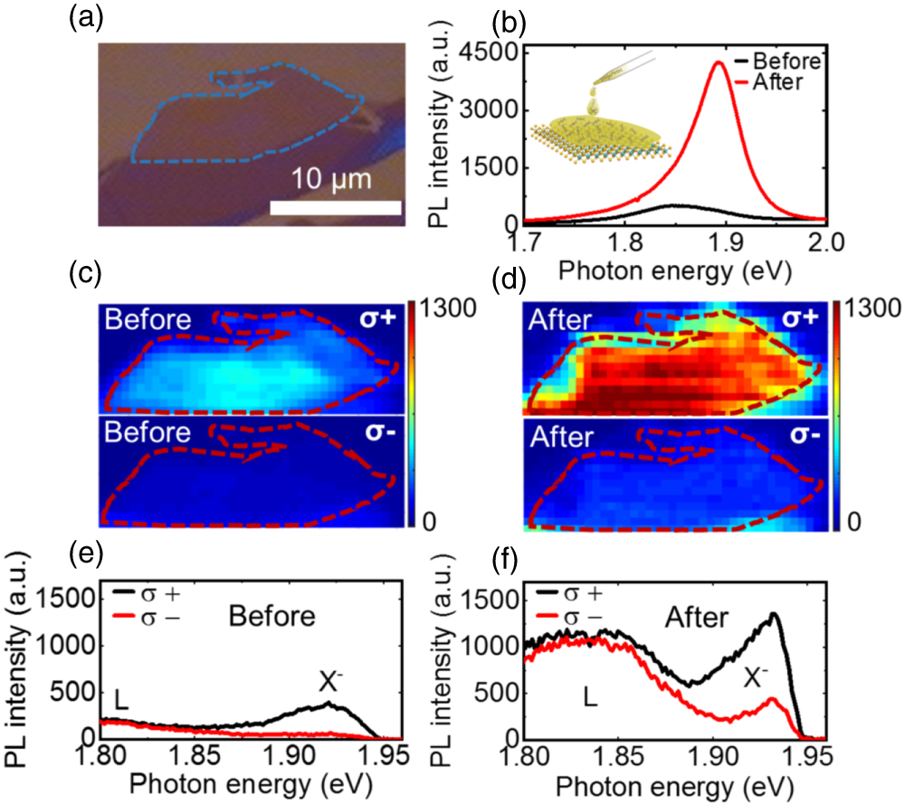 Bright and highly valley polarized trions in chemically doped monolayer ...