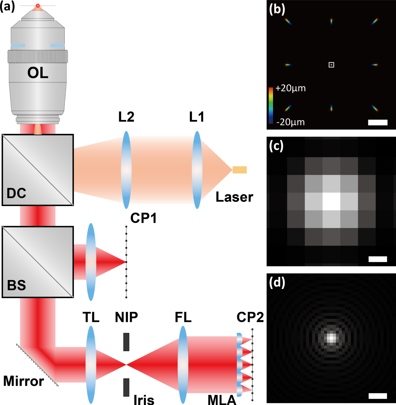 wFLFM: enhancing the resolution of Fourier light-field microscopy using ...
