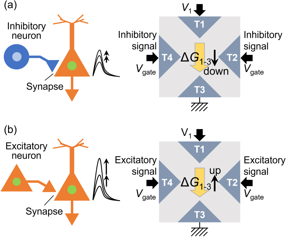 Gate-tunable plasticity in artificial synaptic devices based on four ...