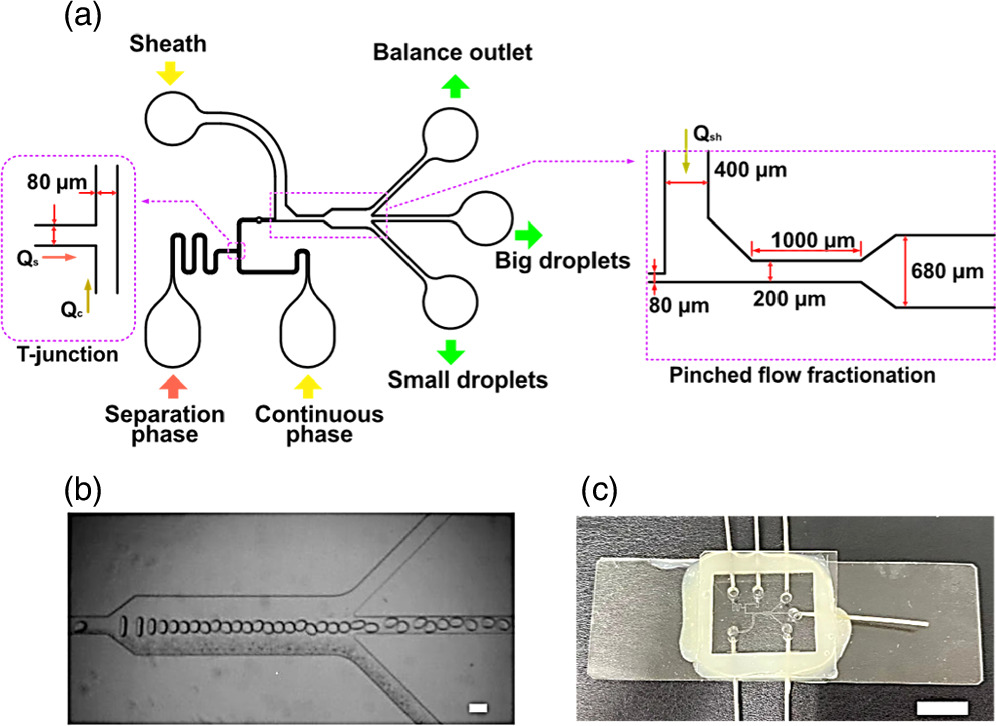 High accuracy size-based droplet separation with pinched flow fractionation - IOPscience