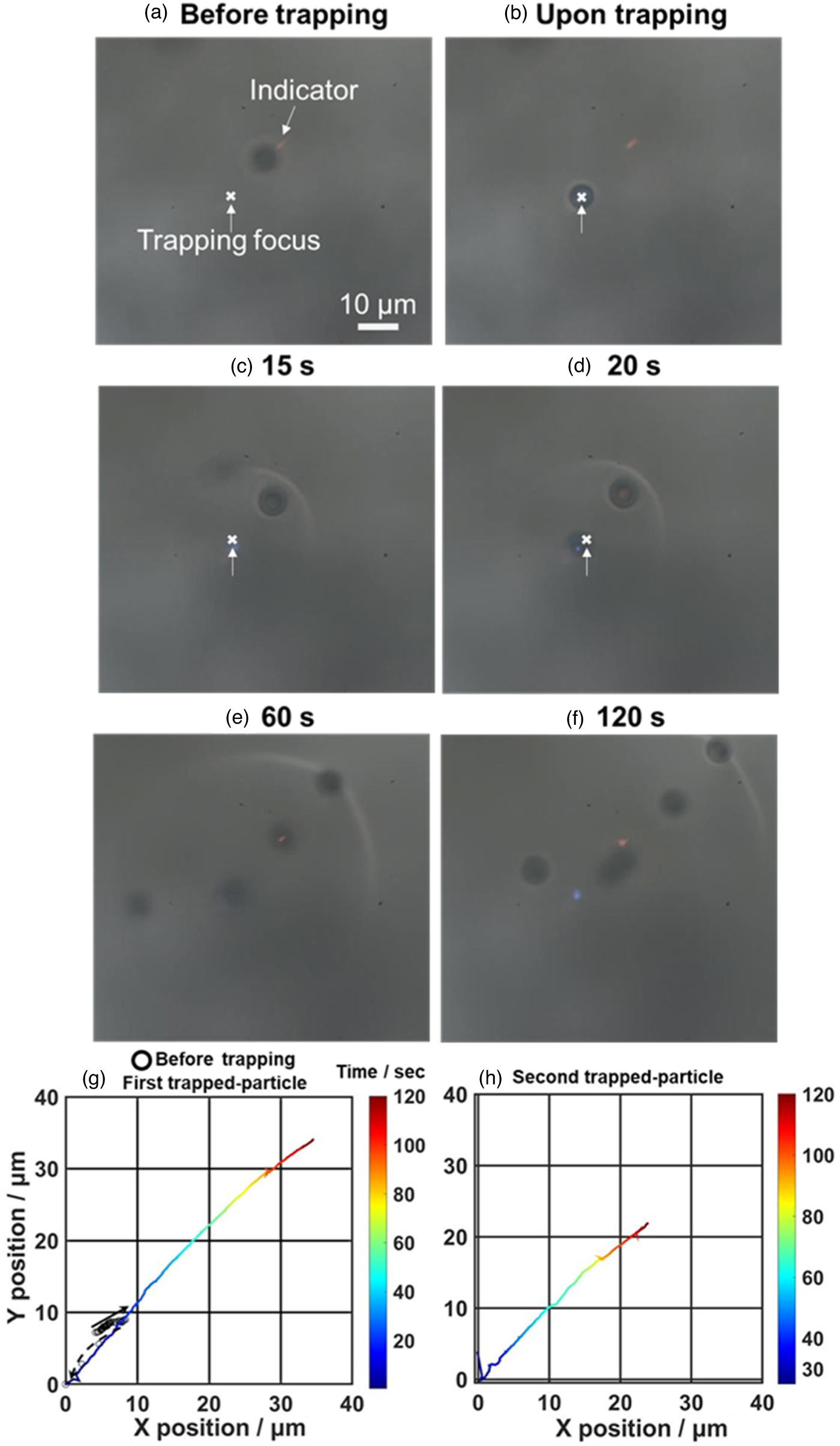 Two-stage optical trapping and assembling of protein at air/solution ...