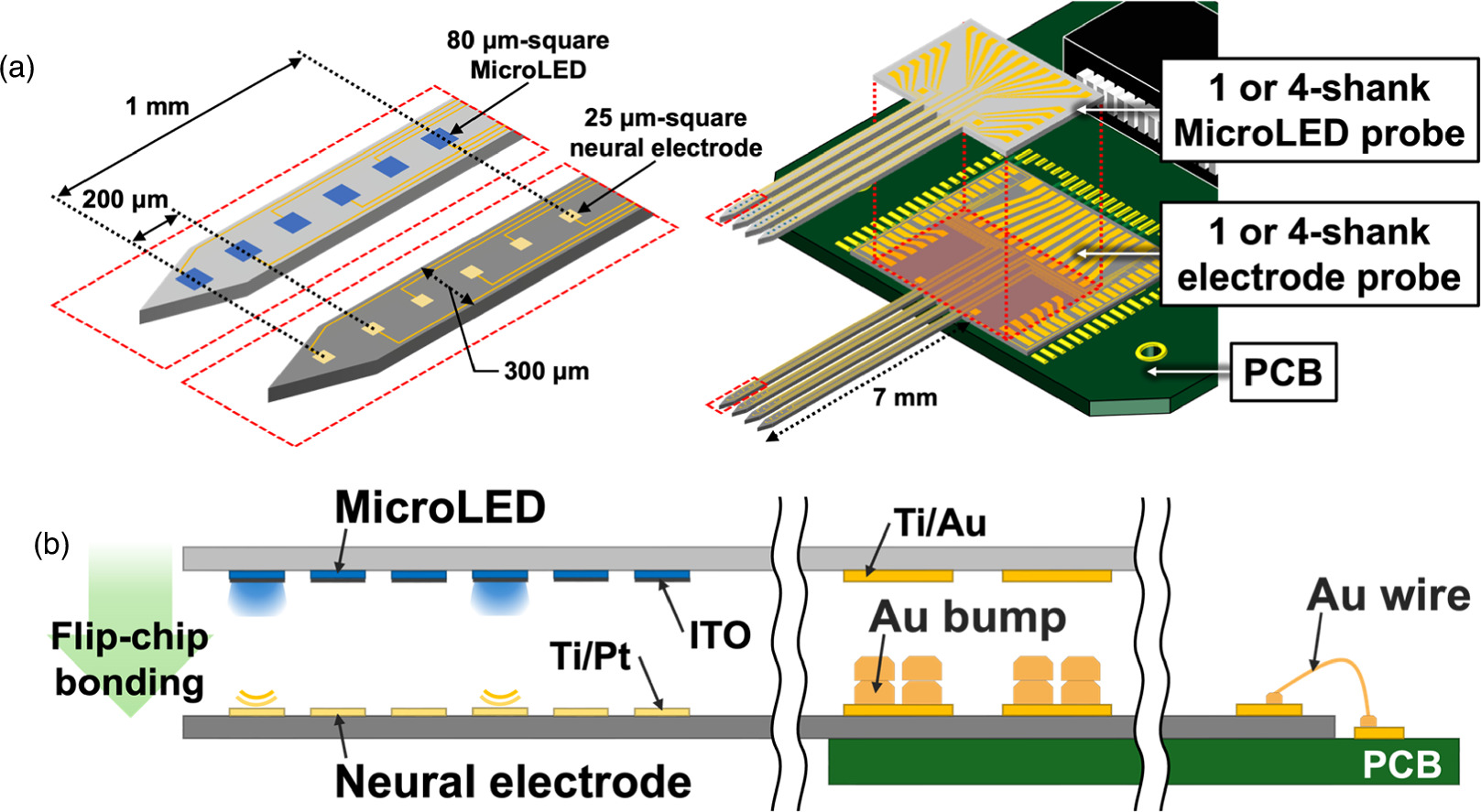 Hybrid probe combining MicroLED and neural electrode for precise neural ...