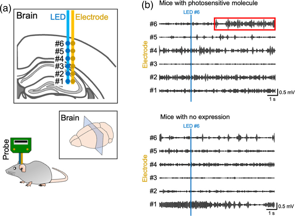 Hybrid probe combining MicroLED and neural electrode for precise neural ...