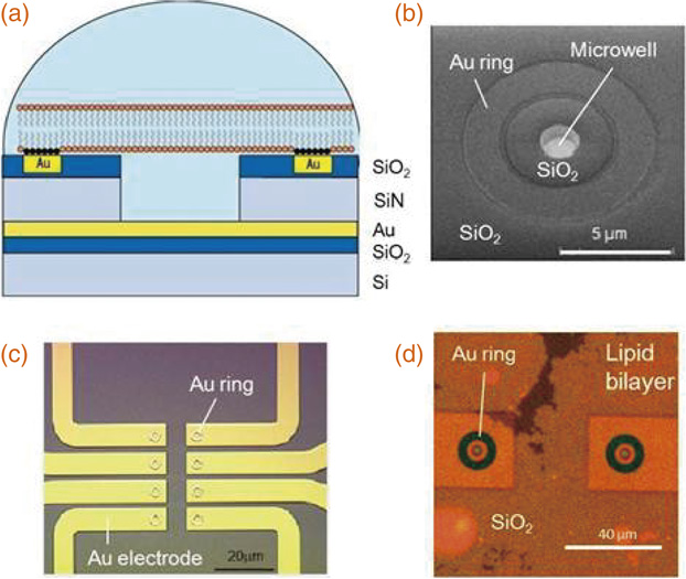 Hermetically sealed microwell with a lipid bilayer created using a self ...
