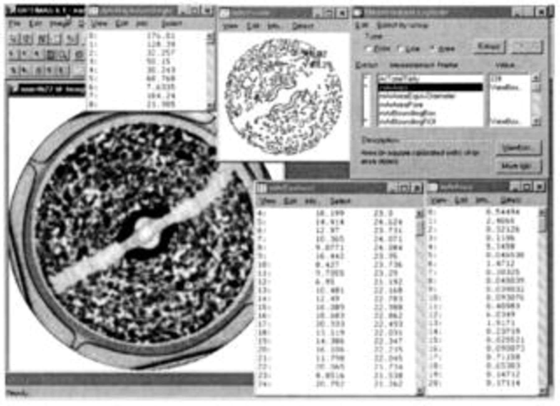 Investigation of the Inner Structures of ZEBRA Cells with a ...