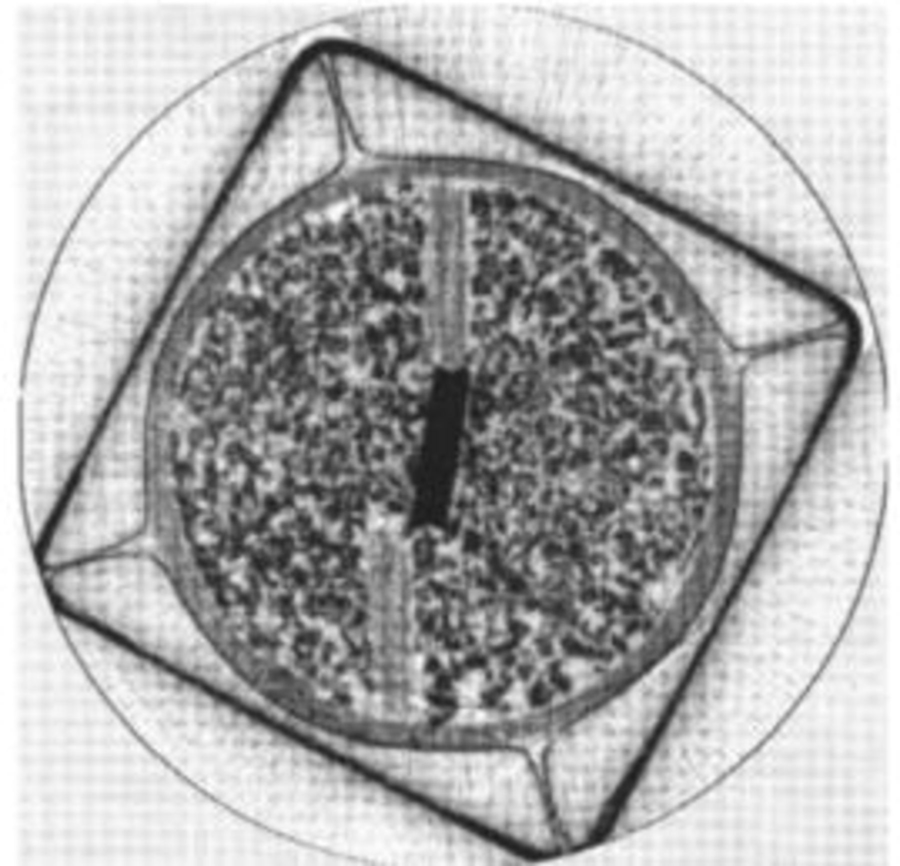 Investigation of the Inner Structures of ZEBRA Cells with a ...