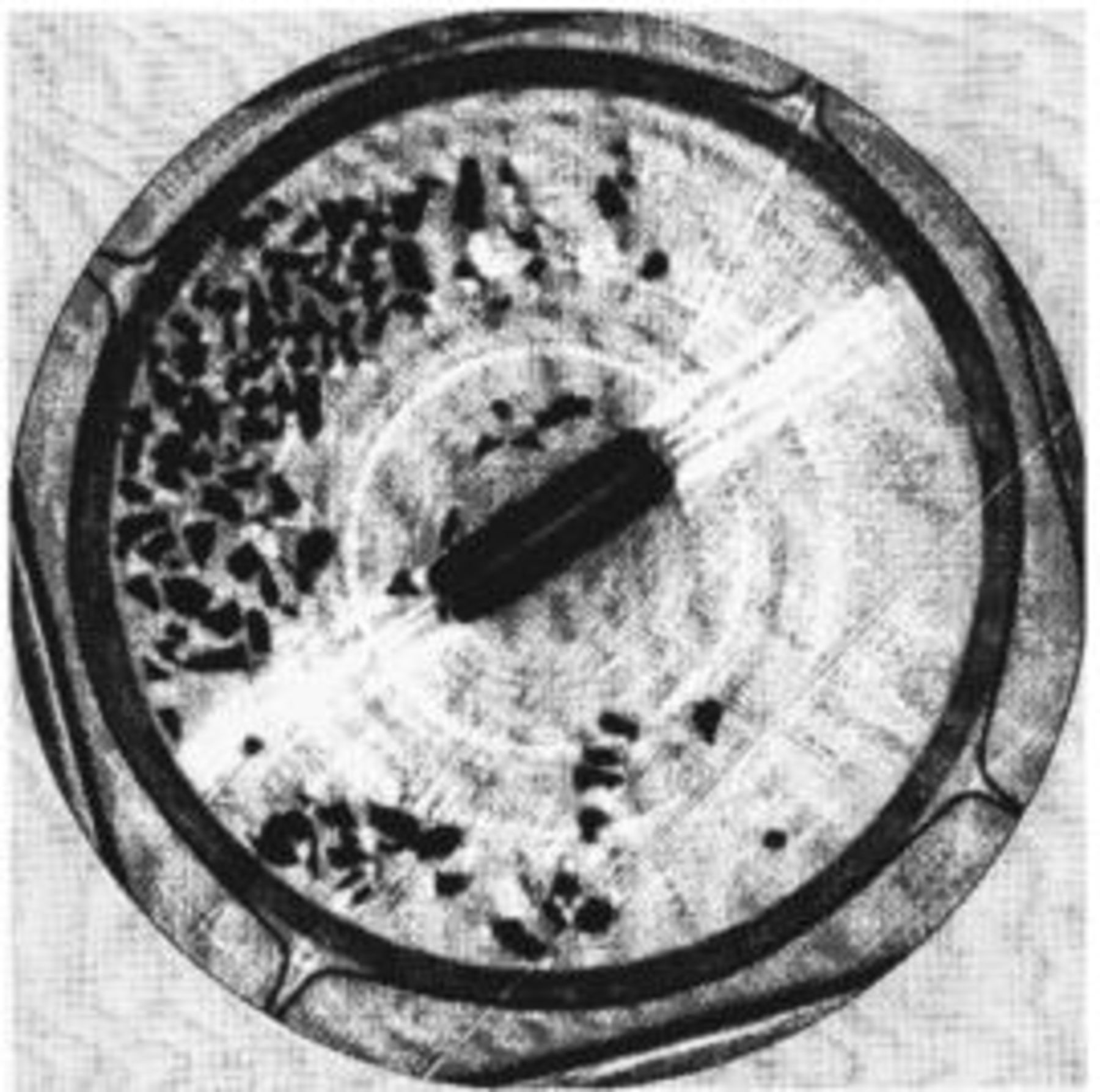 Investigation of the Inner Structures of ZEBRA Cells with a ...