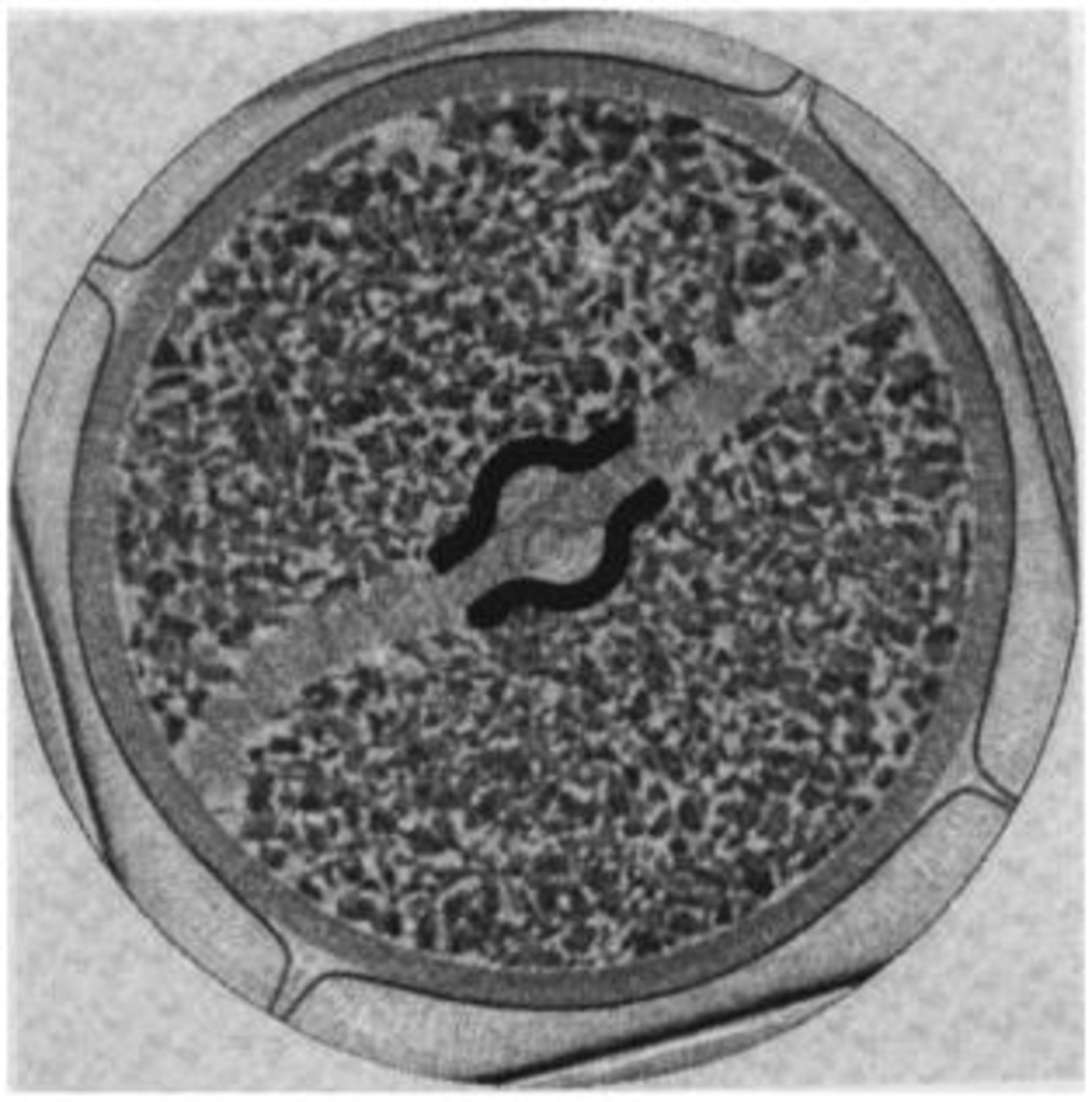Investigation of the Inner Structures of ZEBRA Cells with a ...