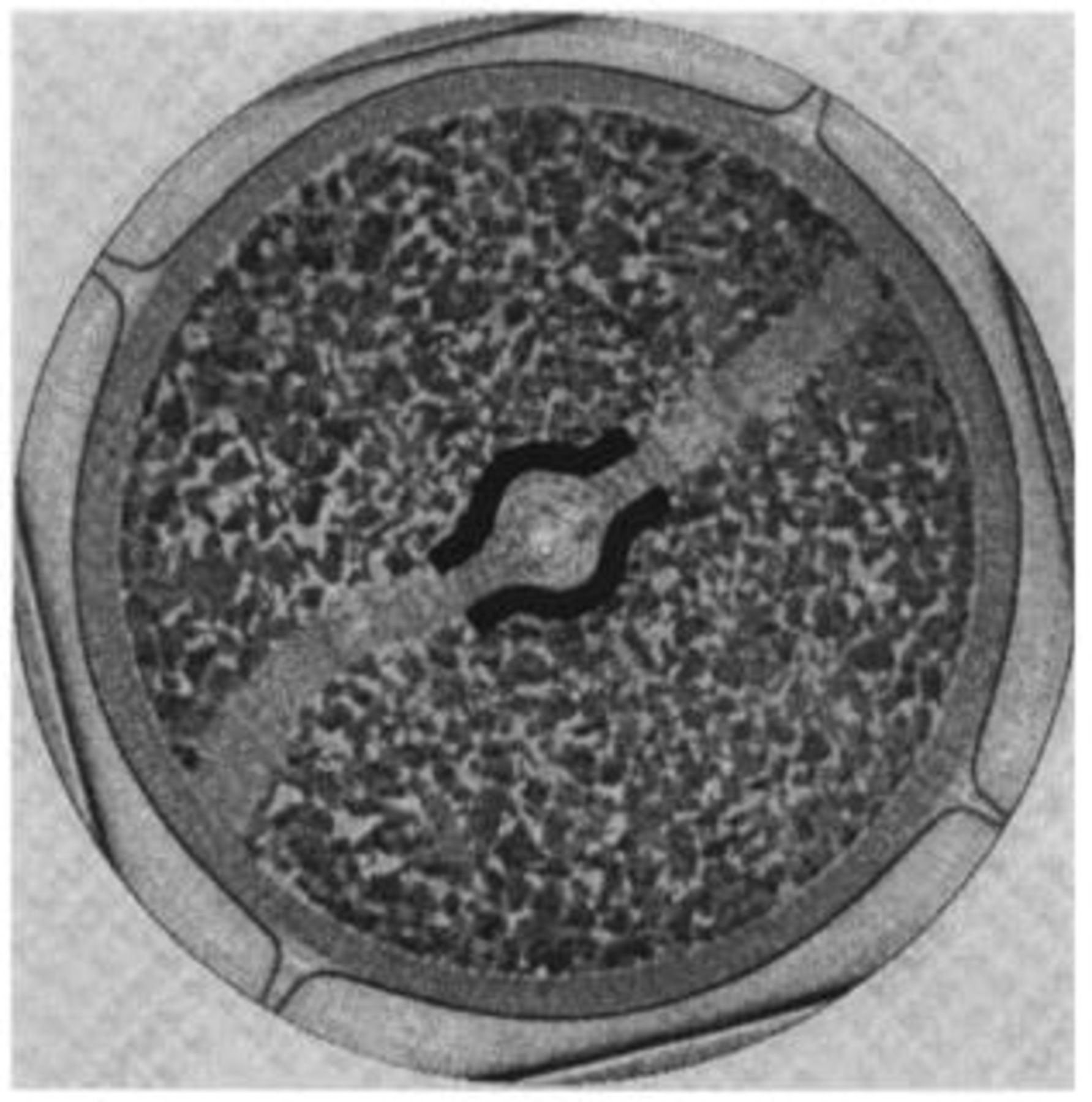 Investigation of the Inner Structures of ZEBRA Cells with a ...