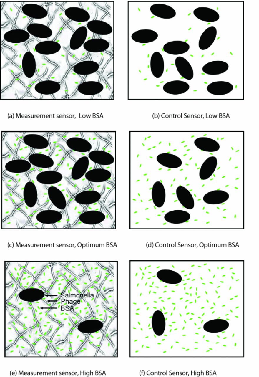Blocking Agent Optimization for Nonspecific Binding on Phage Based ...