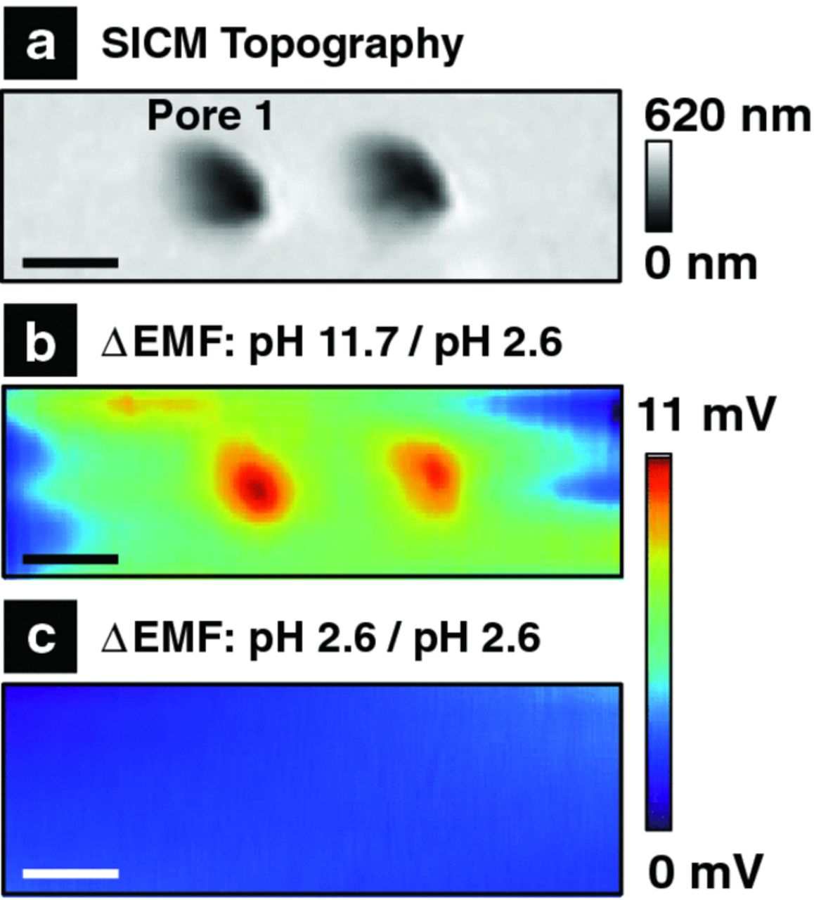 Local pH Measurement with Scanning Ion Conductance Microscopy - IOPscience
