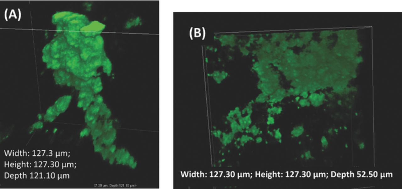 Enrichment of a High-Current Density Denitrifying Microbial Biocathode ...