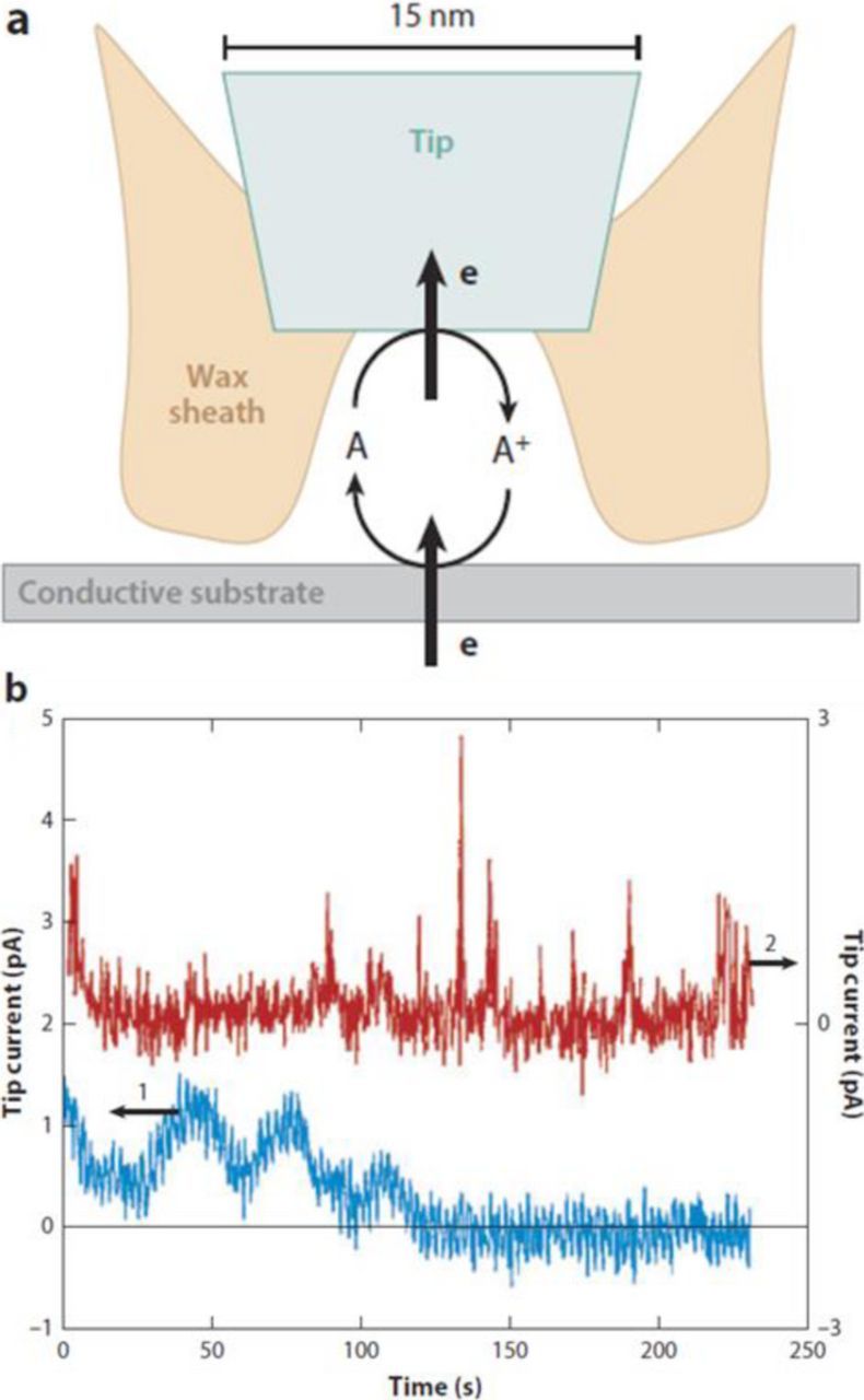 Review—Advances in Scanning Electrochemical Microscopy (SECM) - IOPscience