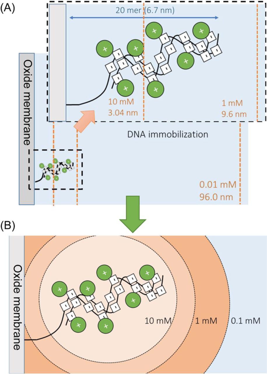 Effect Of Ionic Atmosphere Around Dna Electrolyte Interface On