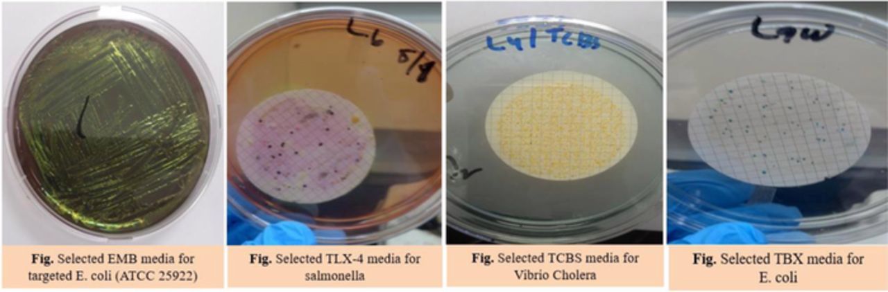 Highly Sensitive and Selective Electrochemical Sensor for Detection of ...