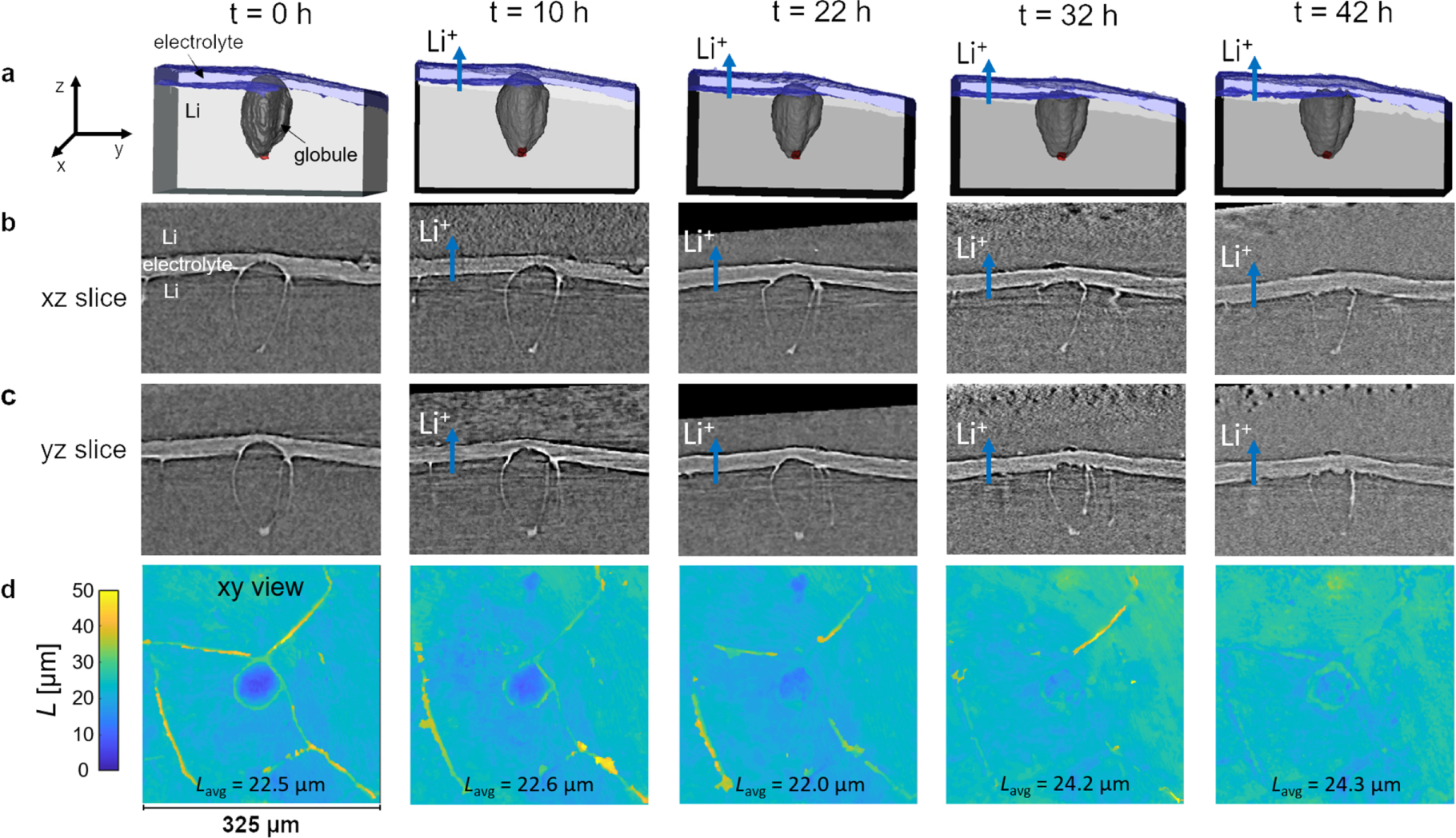 Preferential Stripping of a Lithium Protrusion Resulting in Recovery of ...