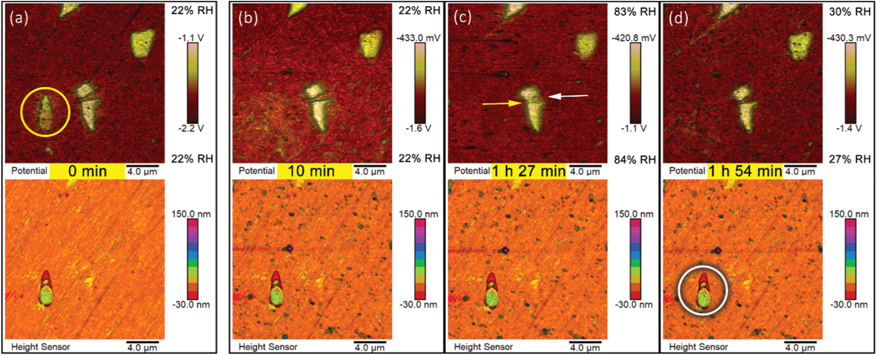 In-Situ Time-Lapse SKPFM Investigation of Sensitized AA5083 Aluminum Alloy to Understand ...