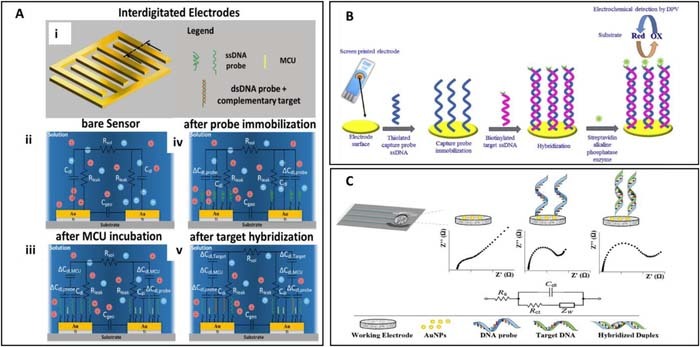Review—Chemical and Biological Sensors for Viral Detection - IOPscience
