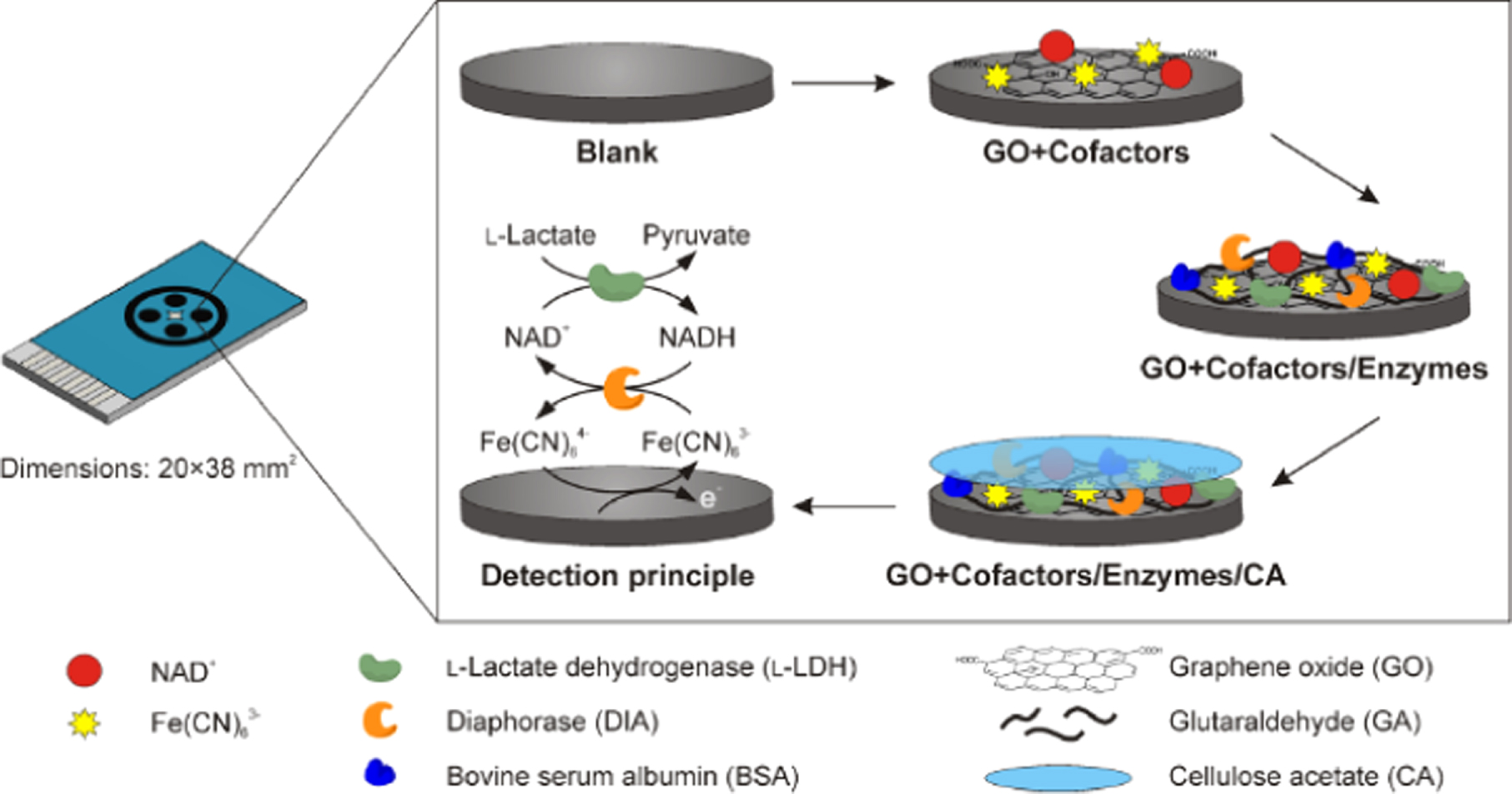 Review-Enzymatic and Non-Enzymatic Electrochemical Sensor for Lactate ...