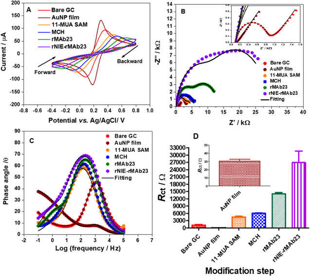 Electrodeposited Gold Nanoparticle (AuNP)-Film as a Nanoplatform for a ...