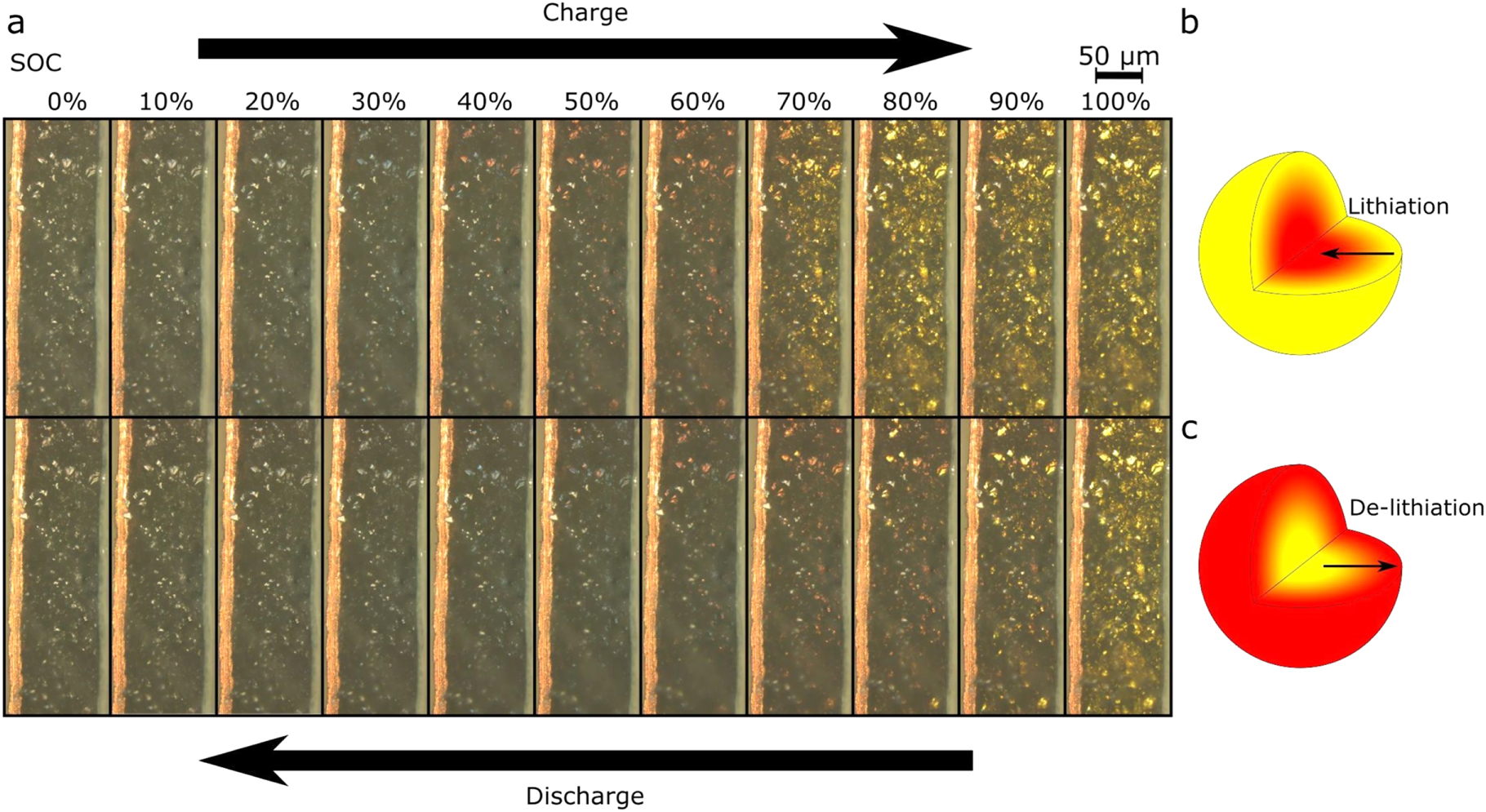 Cross-Sectional In Situ Optical Microscopy with Simultaneous ...