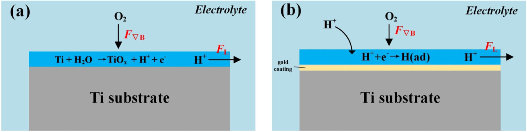 Effect of Magnetic Field on Corrosion Behaviors of Gold-Coated Titanium ...